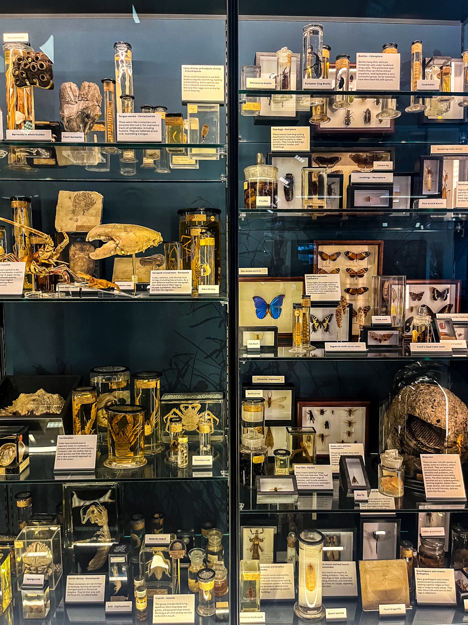 A jar of moles and some bisected heads: Is this London’s weirdest ...